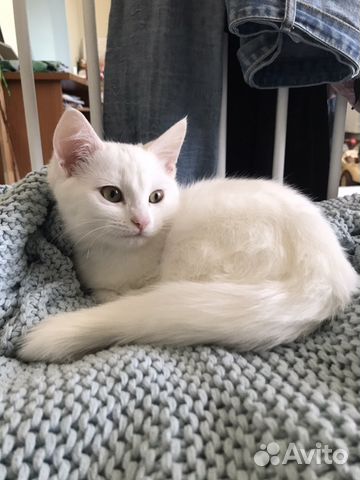 Турецкая ангора