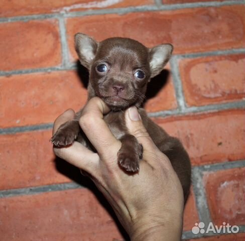 Чихуахуа мини Китайская Принцесса