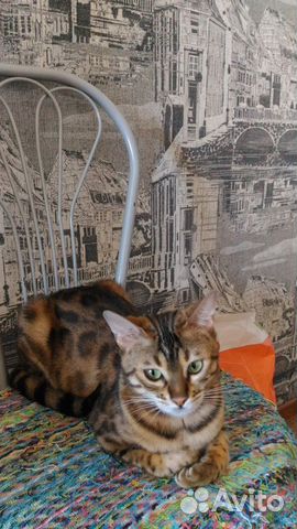 Бенгальская кошка 1,5 лет