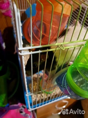 Отдам крысу