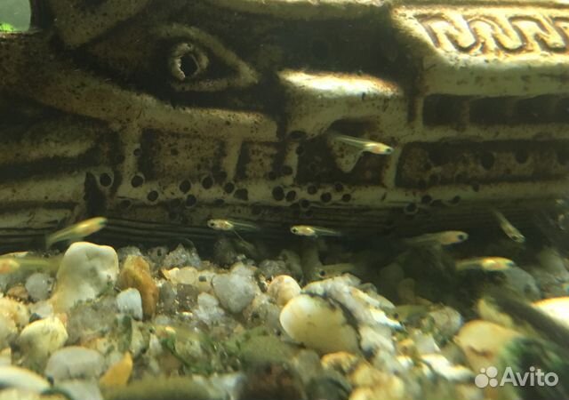 Мальки гуппи