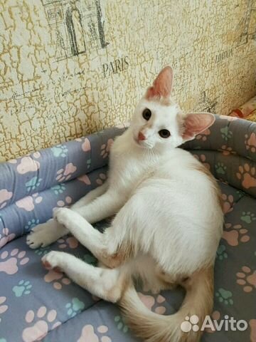 Очаровательный котенок