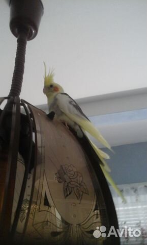 Попугай коррела с клеткой