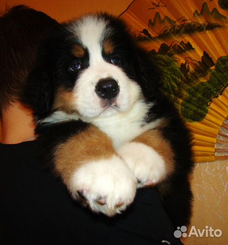 Щенки бернского зенненхунда