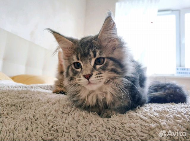 Котенок Мэйнкун (Mainecoon)