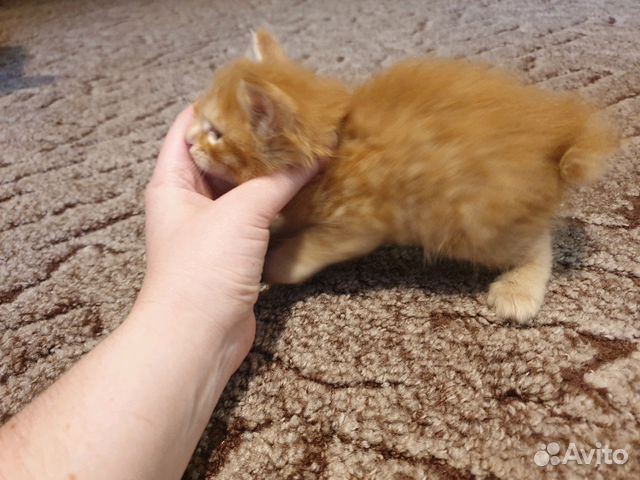 Курильский бобтейл