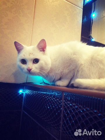 Кошка британочка Алиса