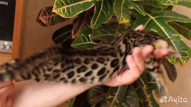 Бенгальские котята