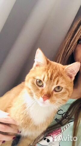 Отдам кота Персика в добрые руки