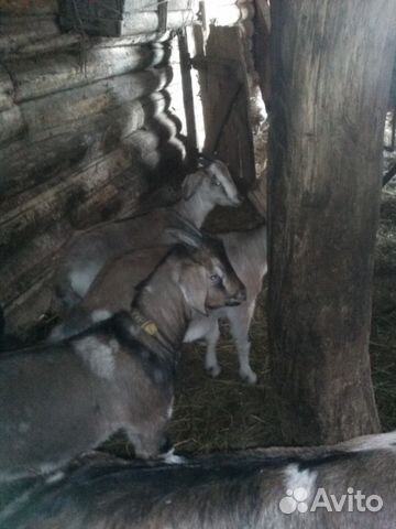 Козлик и козочка