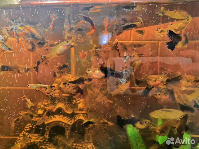 Аквариумные рыбки Гуппи