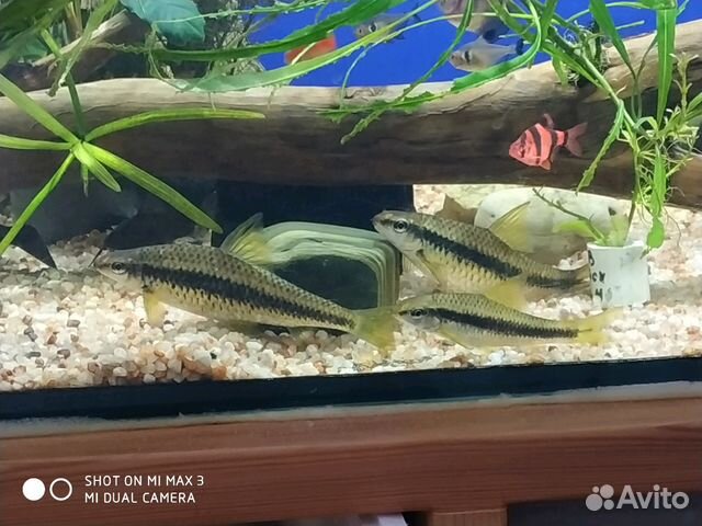 Сиамские водорослееды отдам. Ещё есть сомик анцист