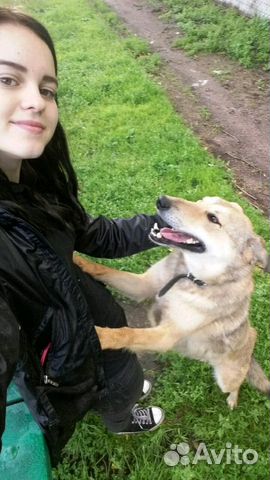 Собачка ищет хозяина :)