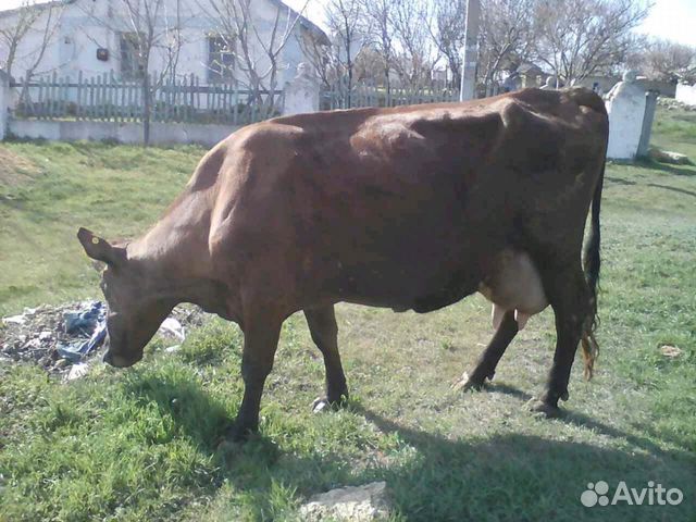 Корова молочная