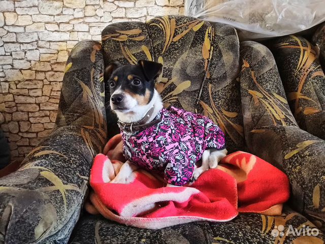 Тоша в добрые ручки