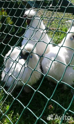 Семья шелковых кур