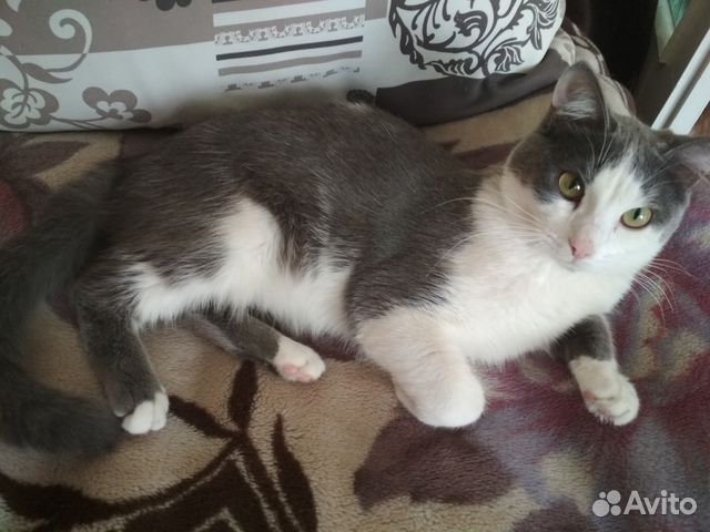 Милый котик Бруно