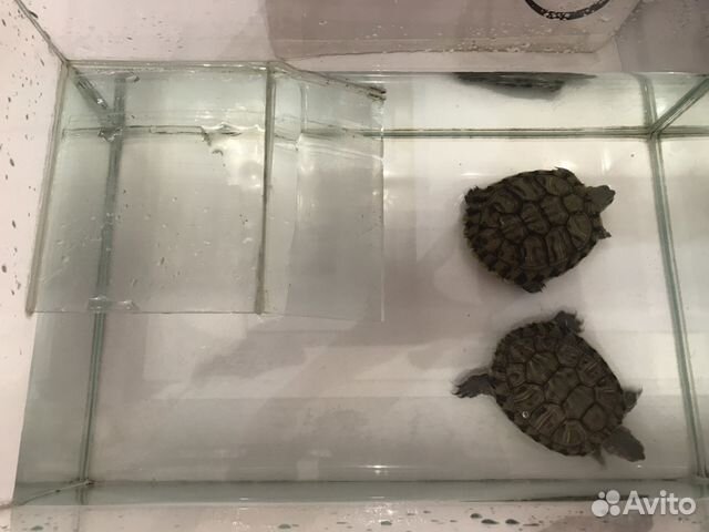 Черепахи с полным комплектом