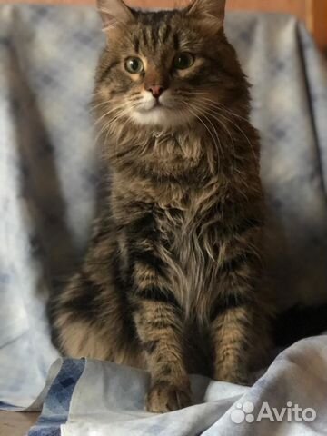 Котик в добрые руки
