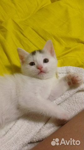 Котята