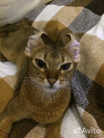 Отдам в добрые руки абессинку 5 лет