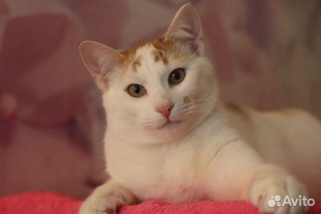 Милый котик ищет ответственного хозяина