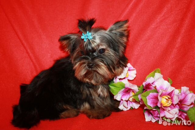 Очень красивый супермини мальчик Йорик