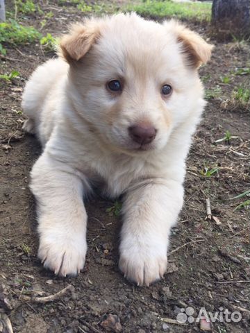 Хаски помесь