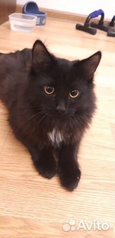 Отдам котёнка