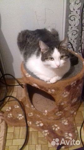 Кот Василий