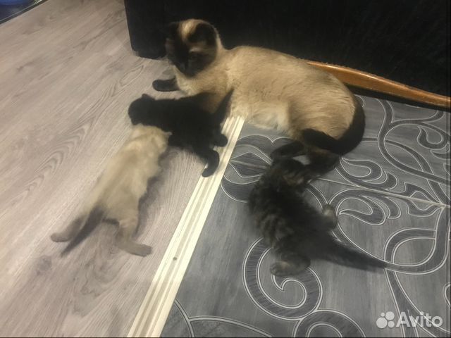 Отдам котят от сиамки и британца