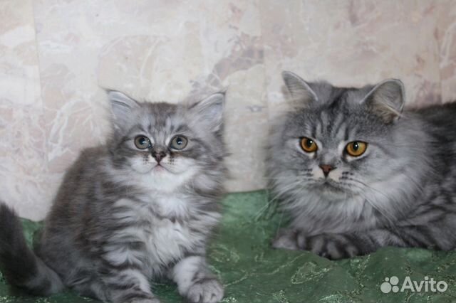 Девочка Хайленд страйт