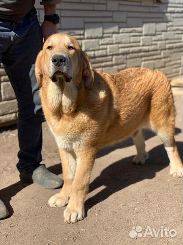 Девочки Испанского Мастифа