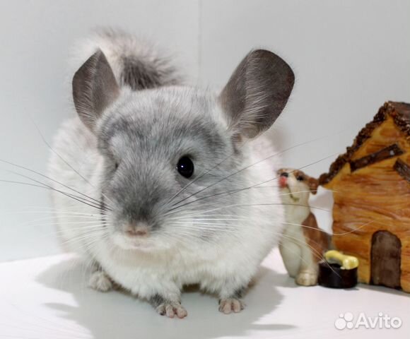 Шиншилла Белый мозаичный мальчик