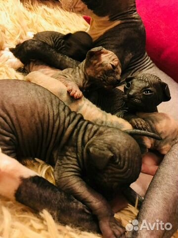 Донской сфинкс резиновые и микронапыление