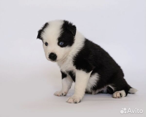 Продам щенков якутской лайки с родословной