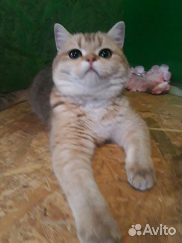 Отдам кошку 9 месяцев