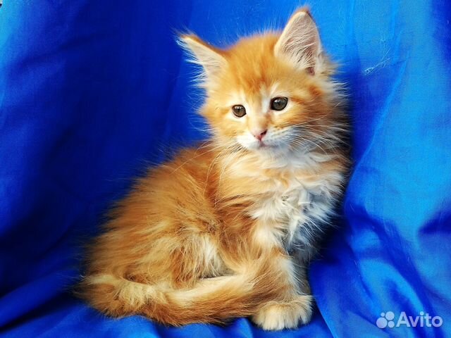 Полидакты котята мейн-кун