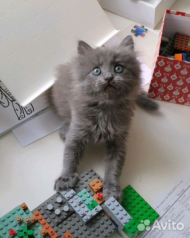 Голубой котёнок