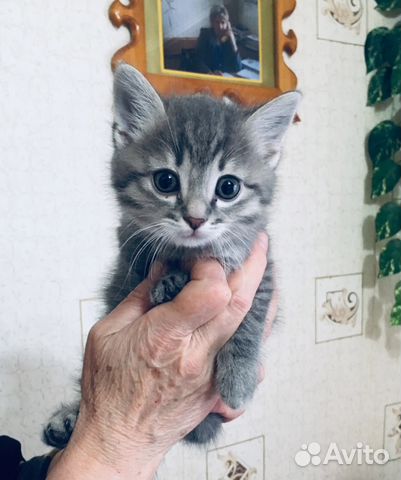 Красивые котята полушотландцы