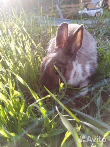 Карликовый рексик