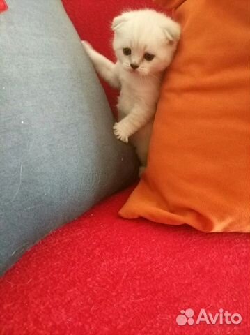 Котёнок скотиш фолд
