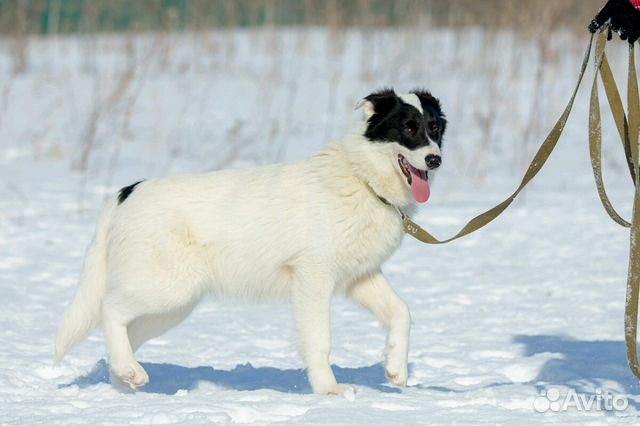 Пёс Тимка, 9 месяцев
