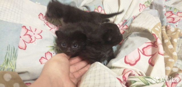 Черные котята
