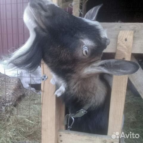 Козел комолый, характер ангельский, не воняет