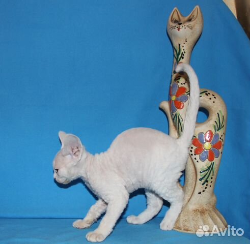 Мальчик Гришенька