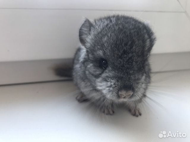 Шиншилла девочка