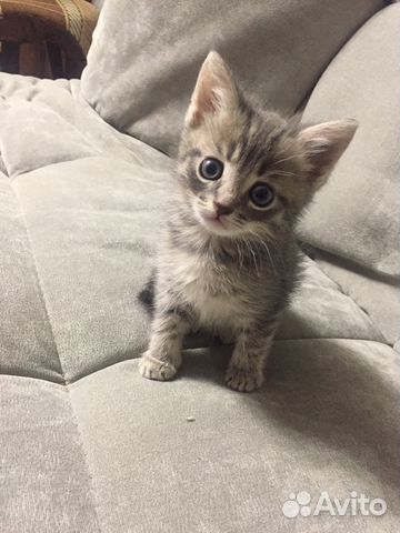 Шотландские котята