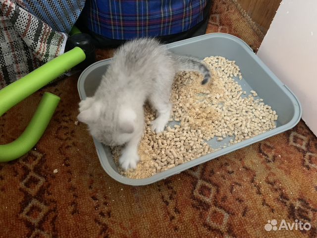 Котята чистокровные шотландцы