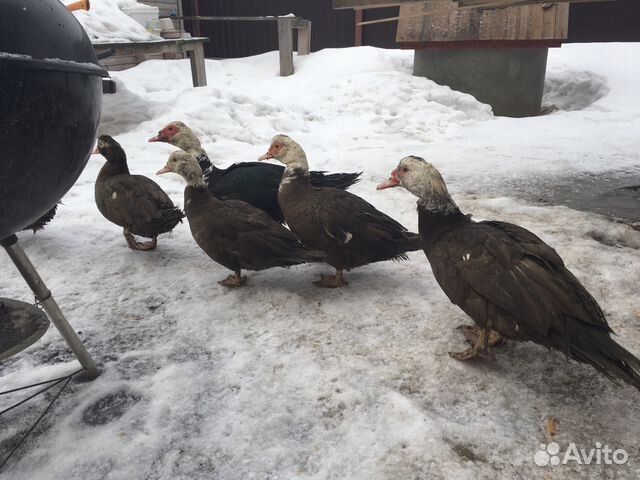 Утки, гуси, курочки, индюки